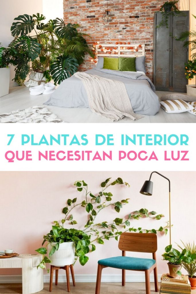 7 plantas de interior que necesitan poca luz. Decorar con plantas 2024.