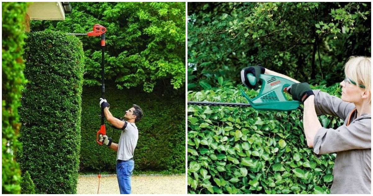 Cómo y cuándo podar setos. Herramientas para podar cercos verdes.